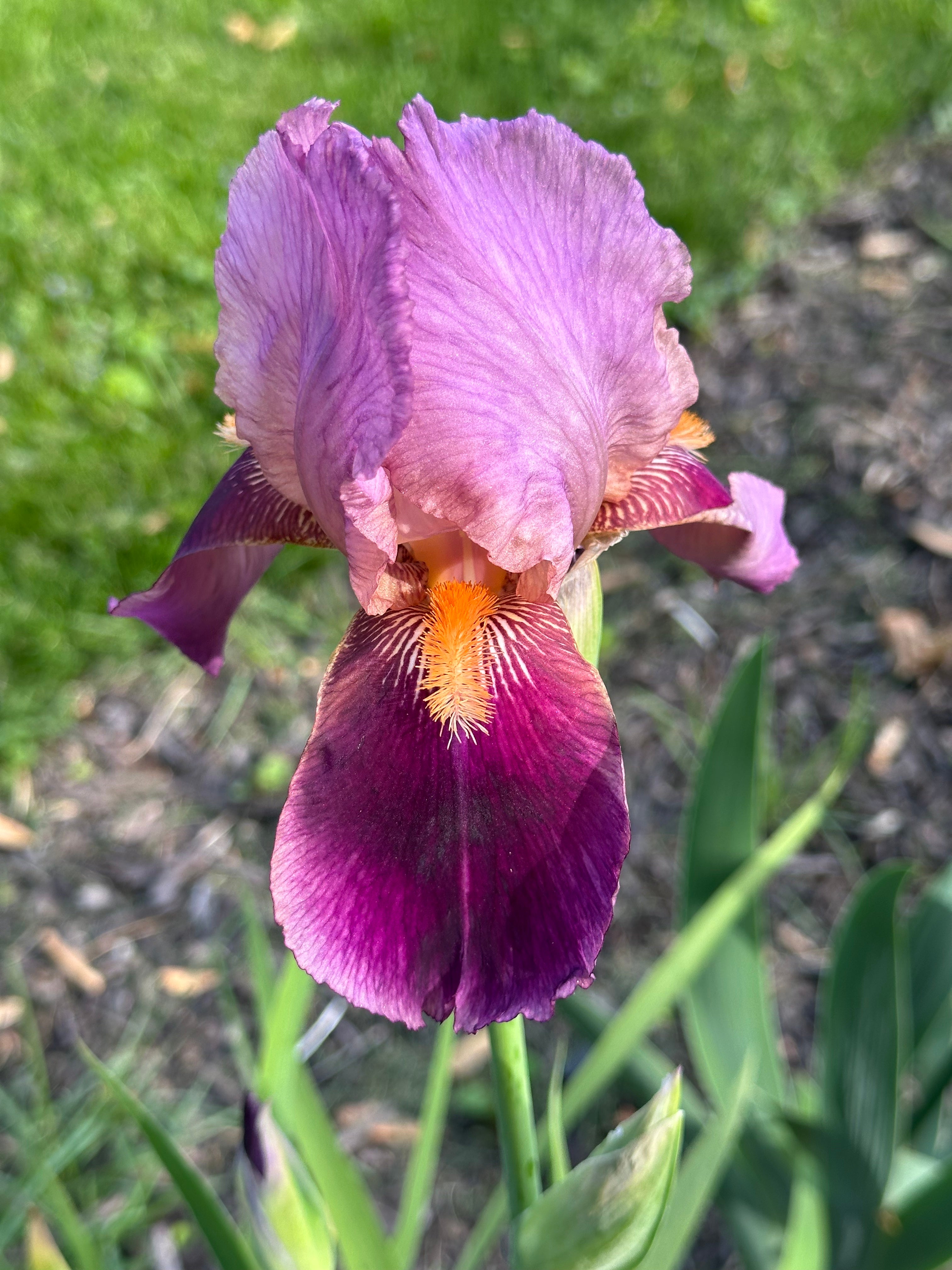 TB Pagan Princess | Stephanie's Iris Garden