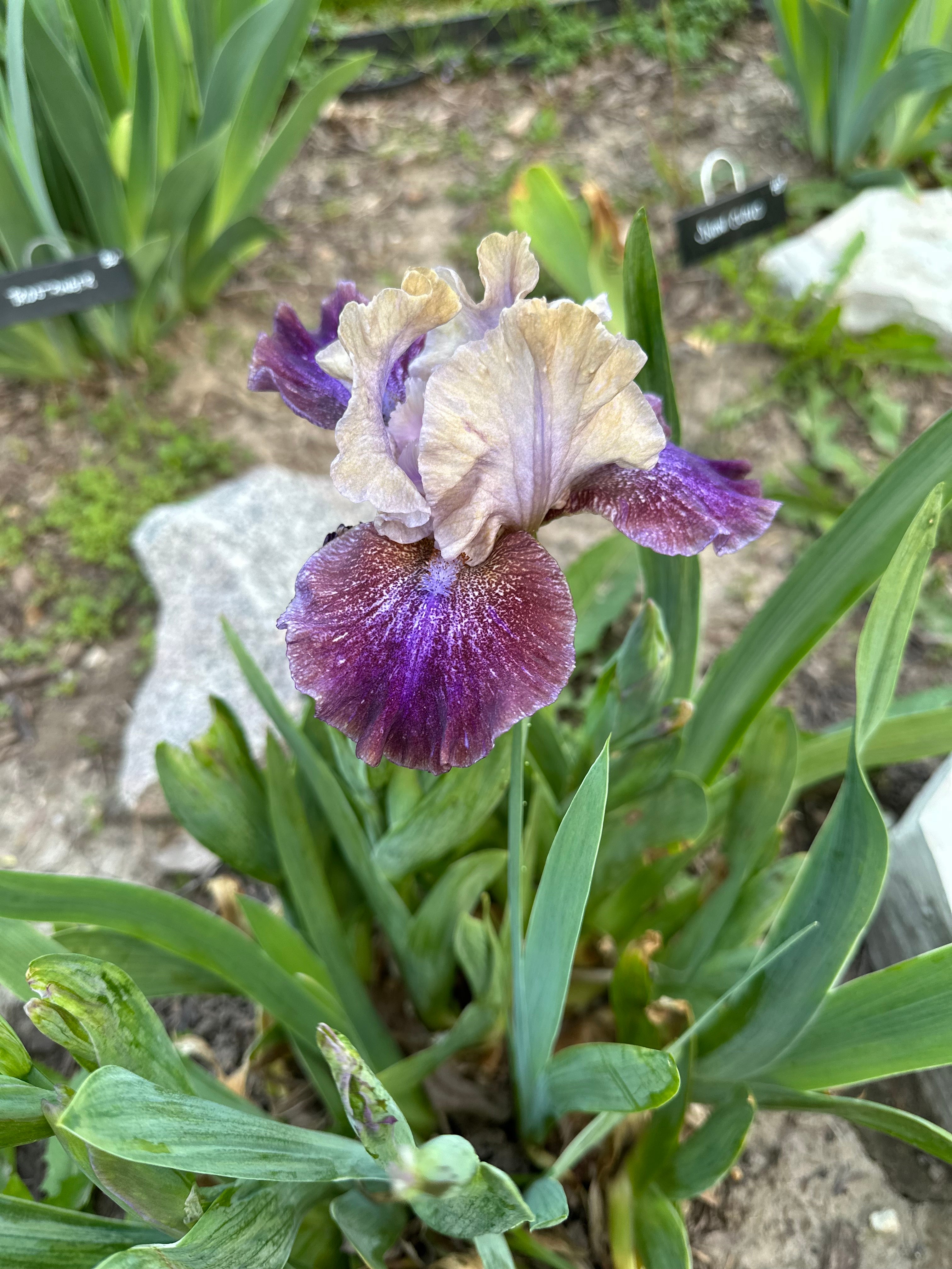 Intermediate Bearded 'Goosebumps' | Stephanie's Iris Garden