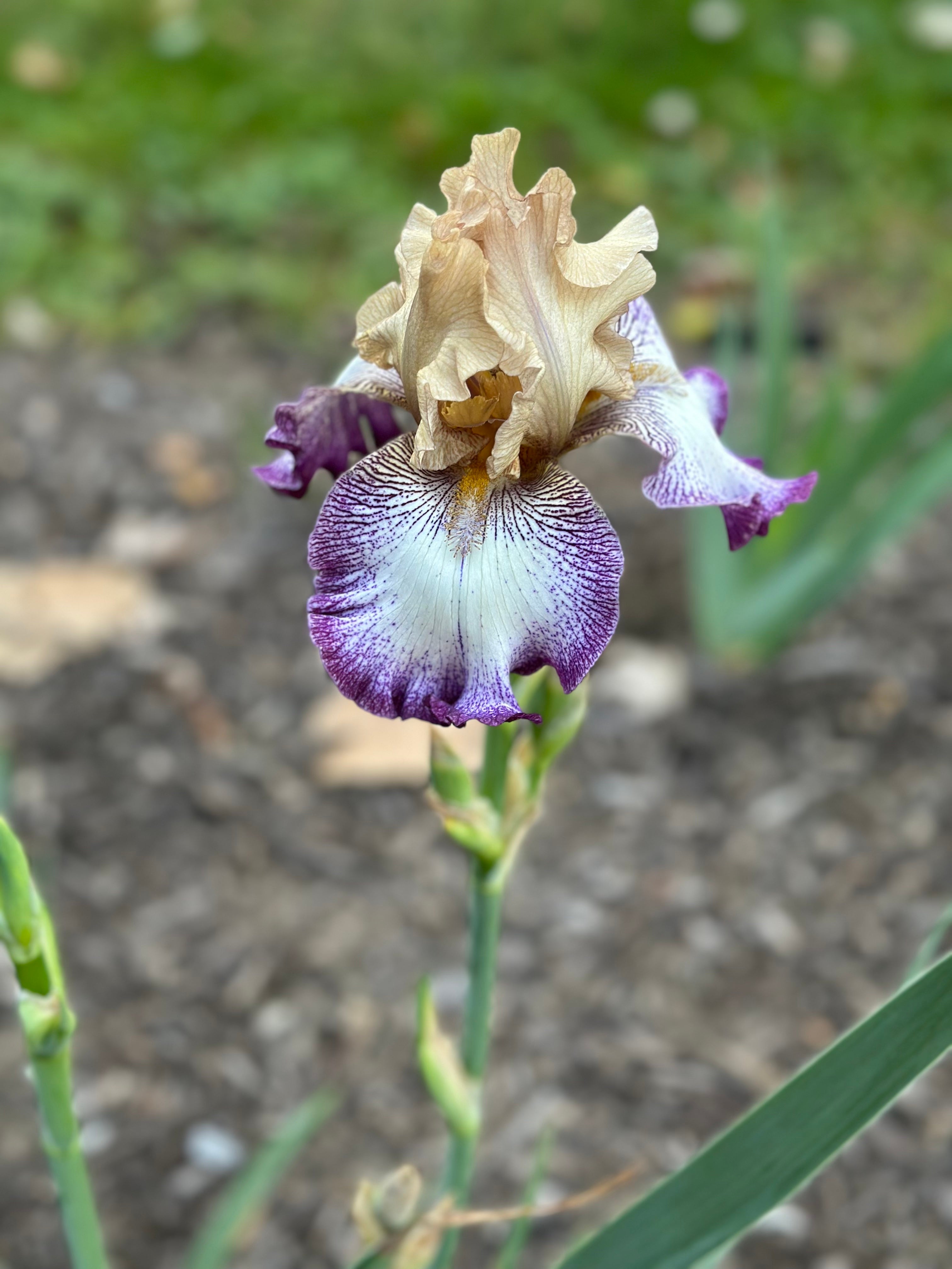 Tall Bearded 'Floorshow' | Stephanie's Iris Garden