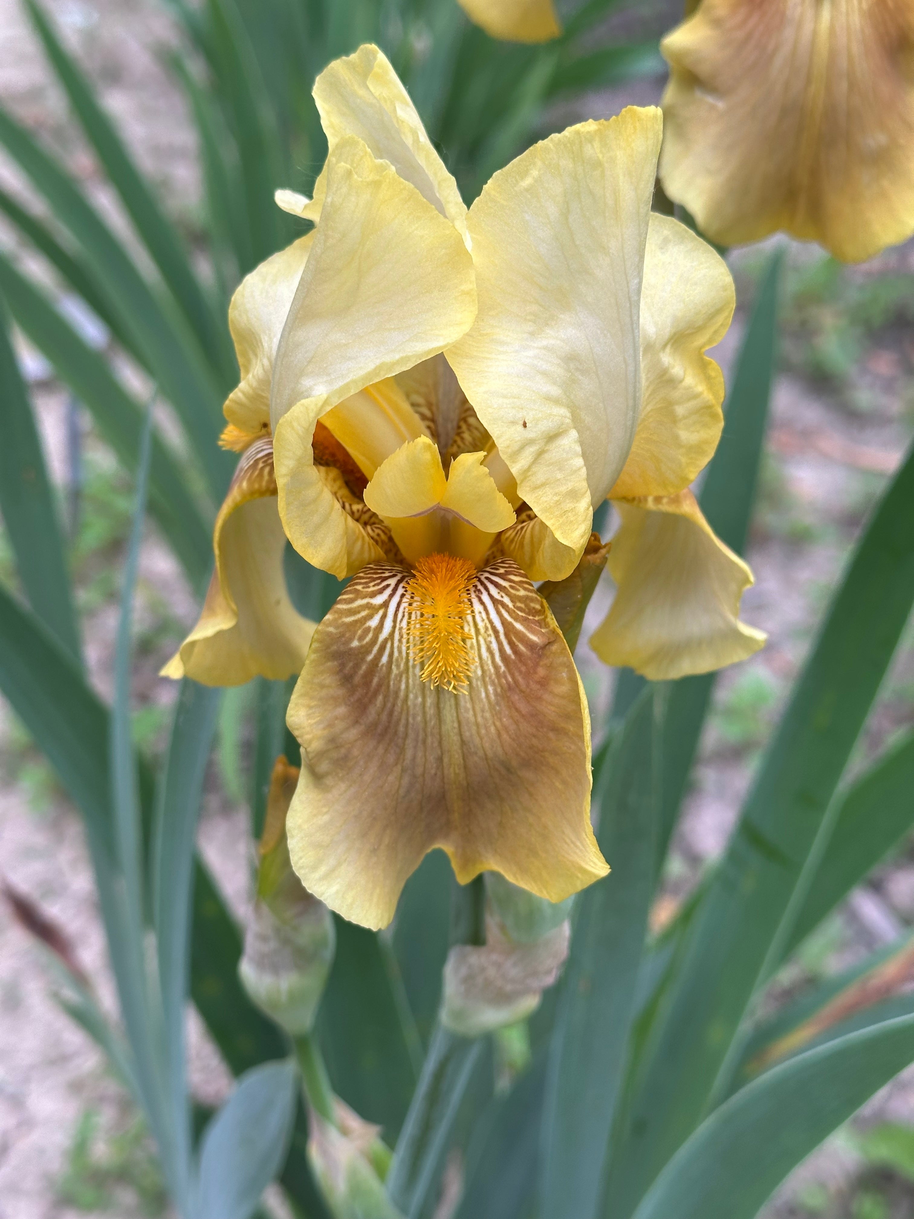 Tall Bearded 'Capri' | Stephanie's Iris Garden