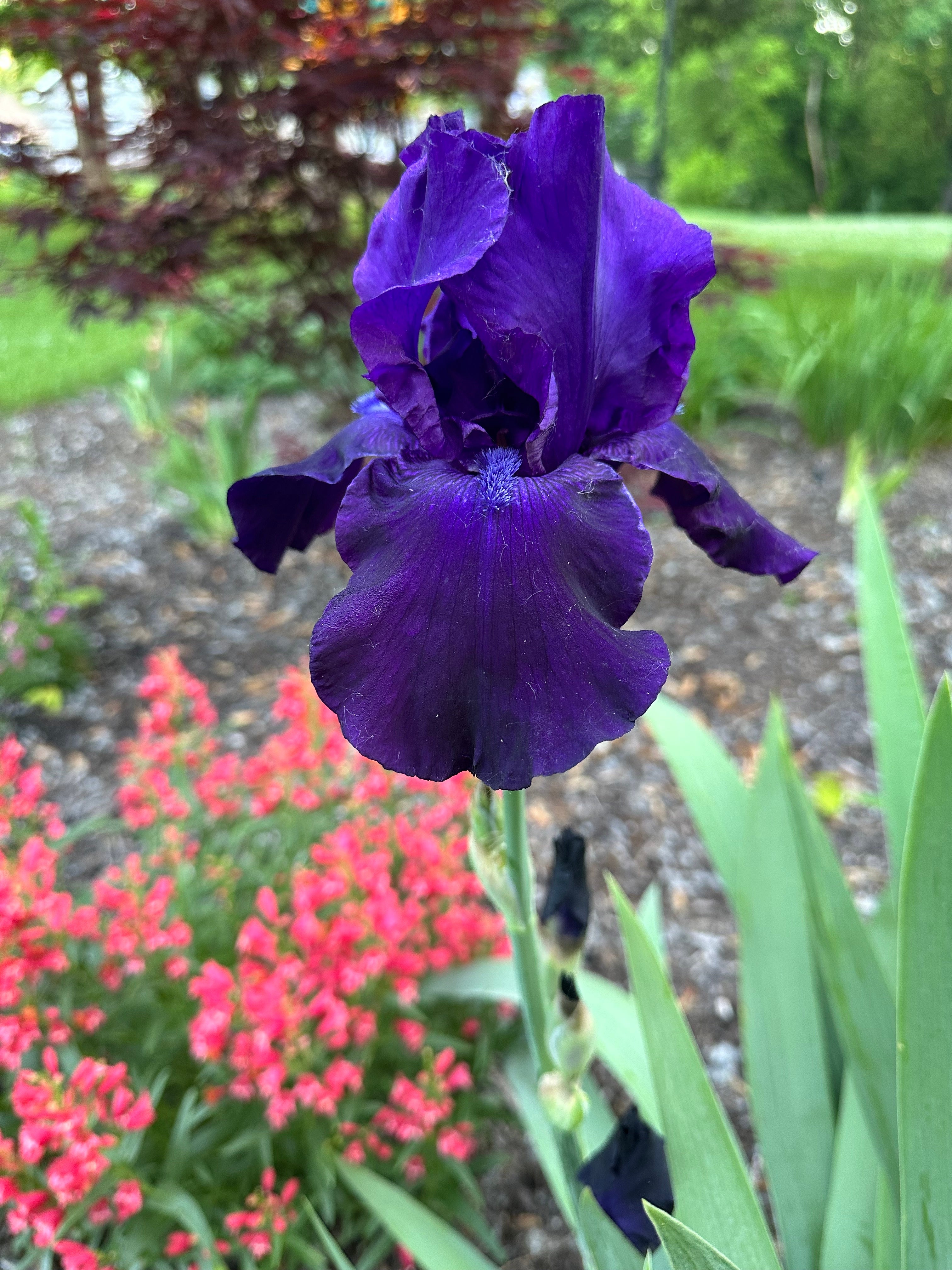 TB Titan's Glory | Stephanie's Iris Garden