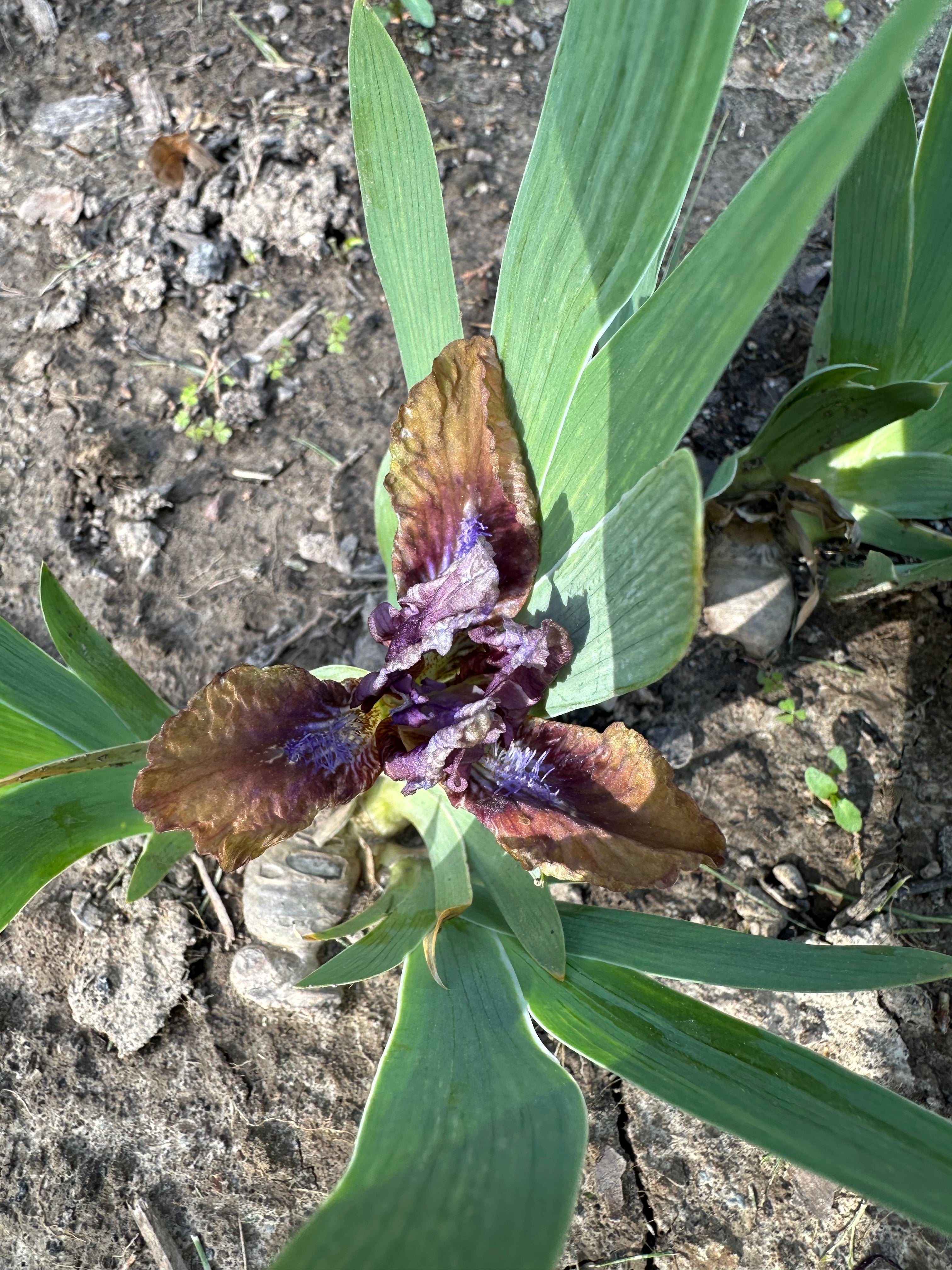 Standard Dwarf Bearded 'Gizmo the Gremlin' | Stephanie's Iris Garden