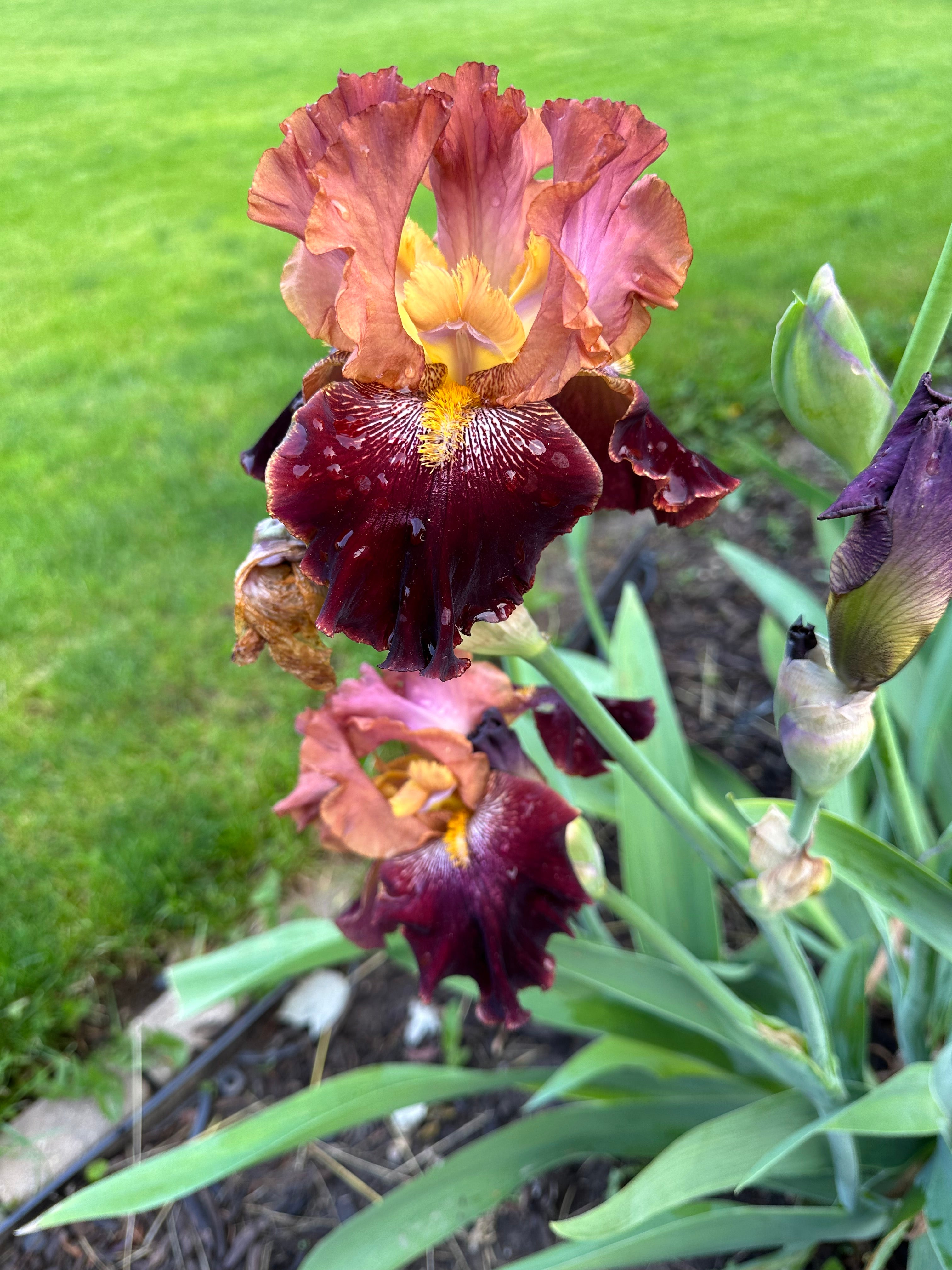 Tall Bearded 'Ancient Airs' | Stephanie's Iris Garden