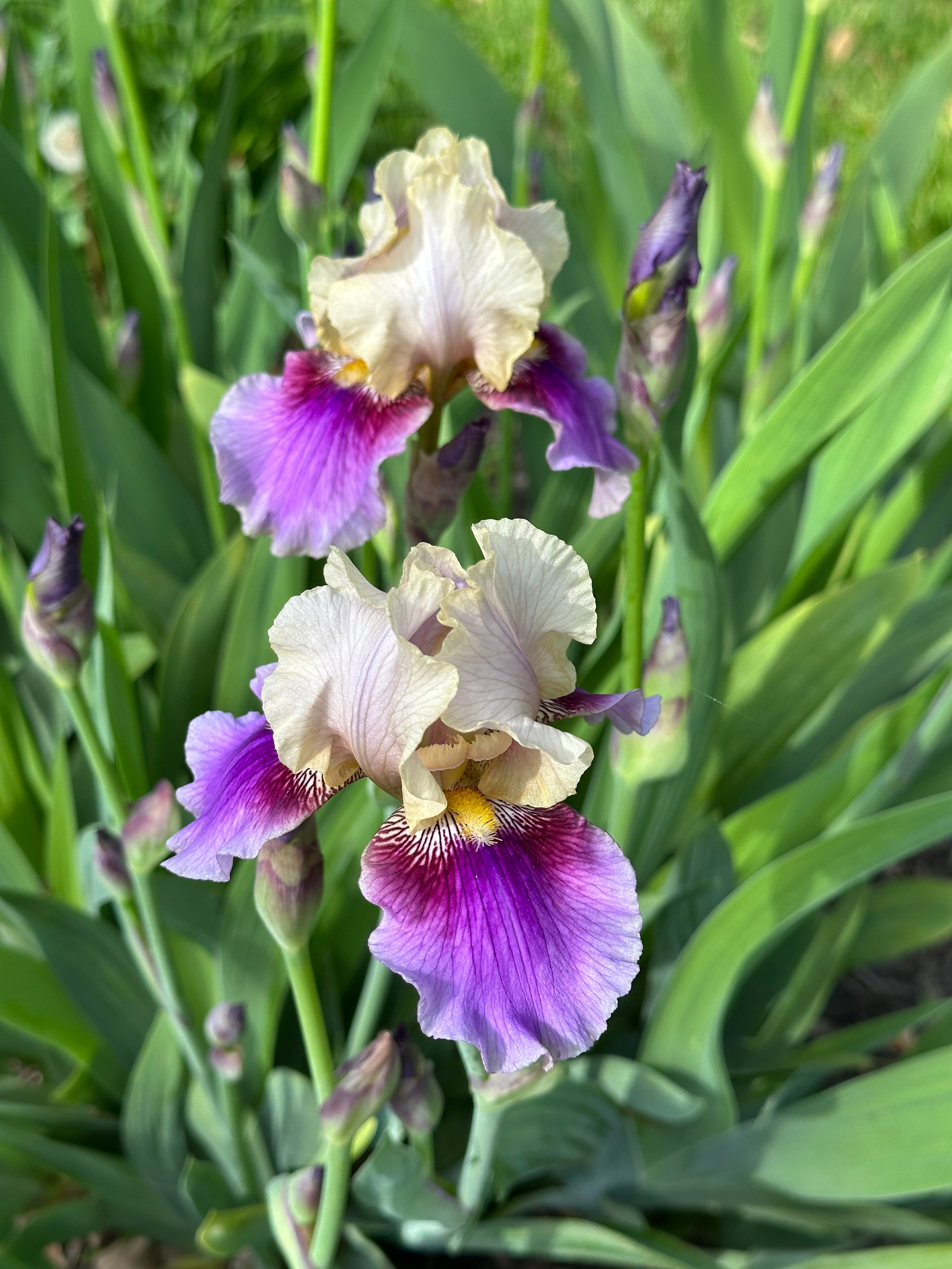 Miss Nellie | Stephanie's Iris Garden