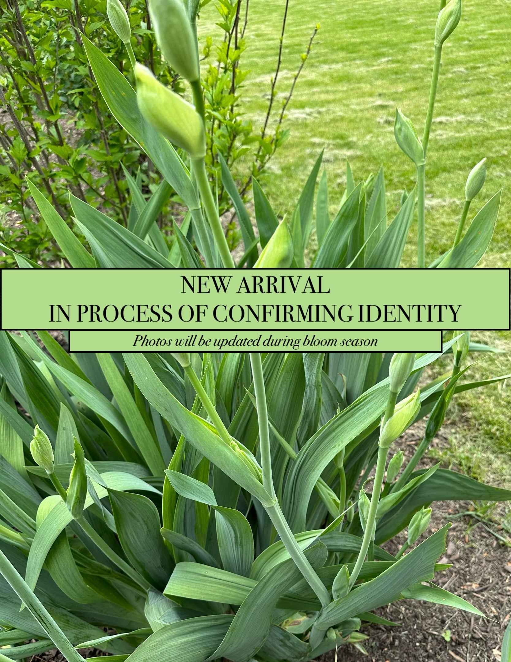 Tall Bearded 'Comic Opera' | Stephanie's Iris Garden