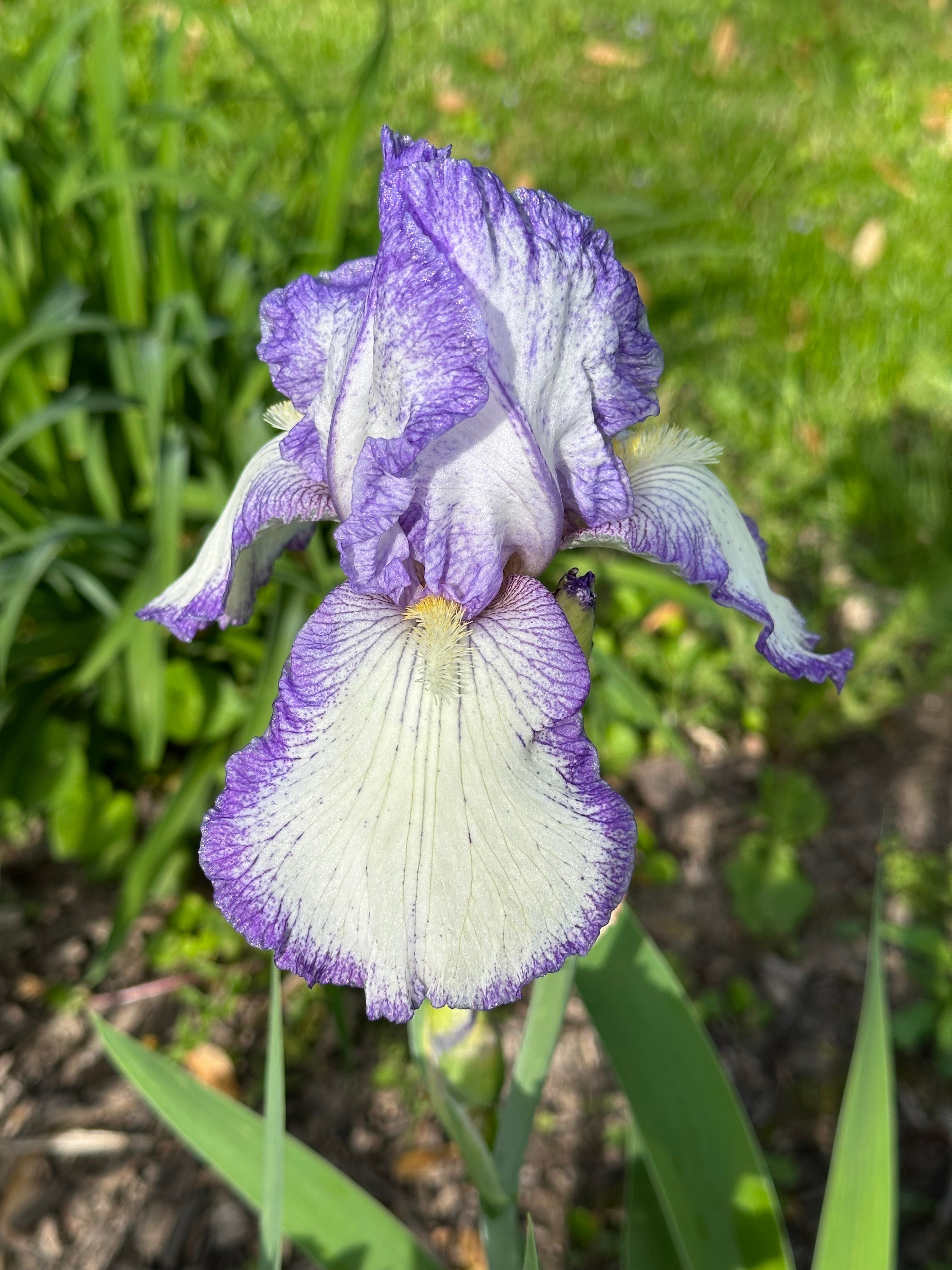 TB Queen Dorothy | Stephanie's Iris Garden