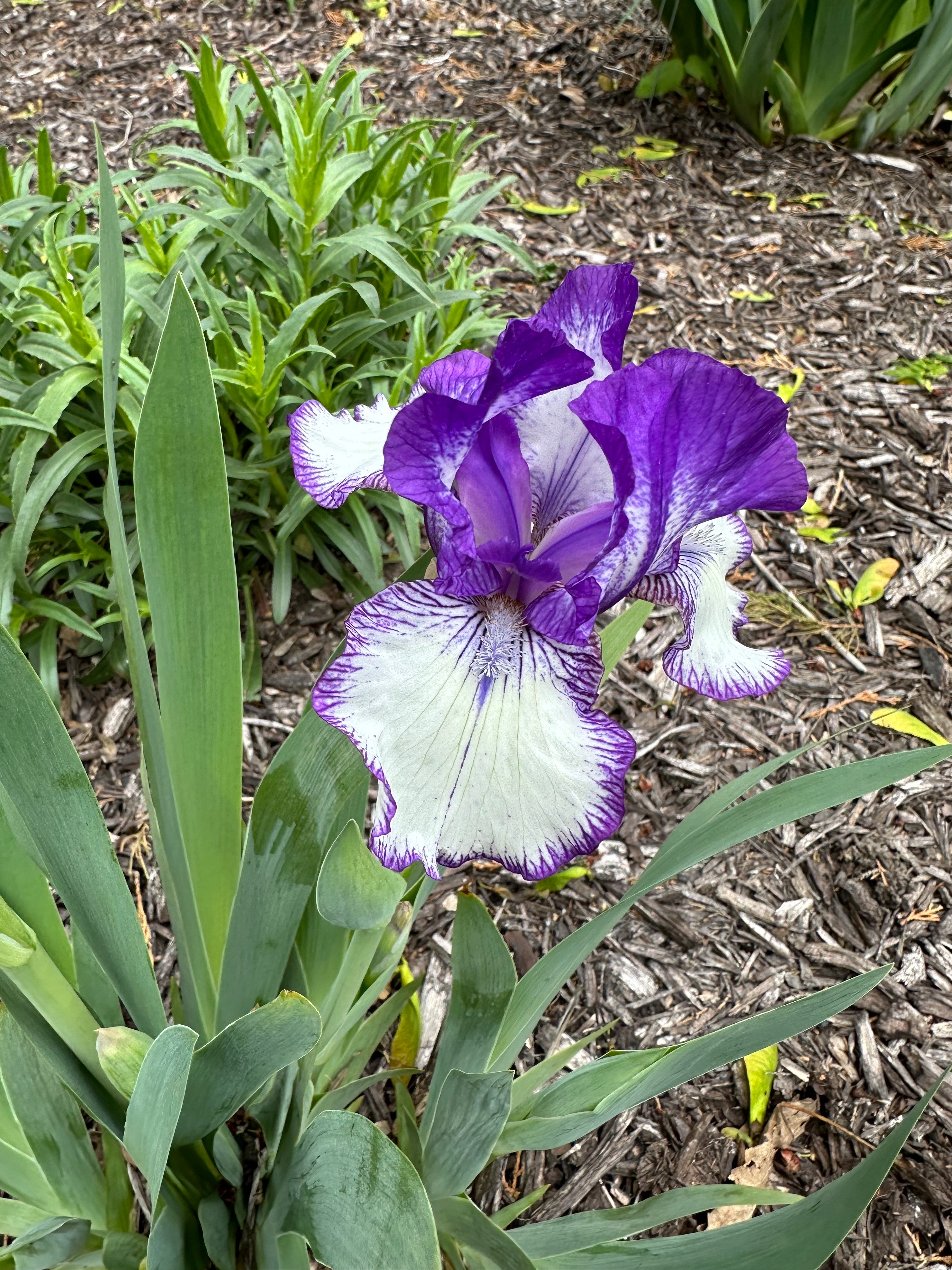 IB Rare Edition | Stephanie's Iris Garden