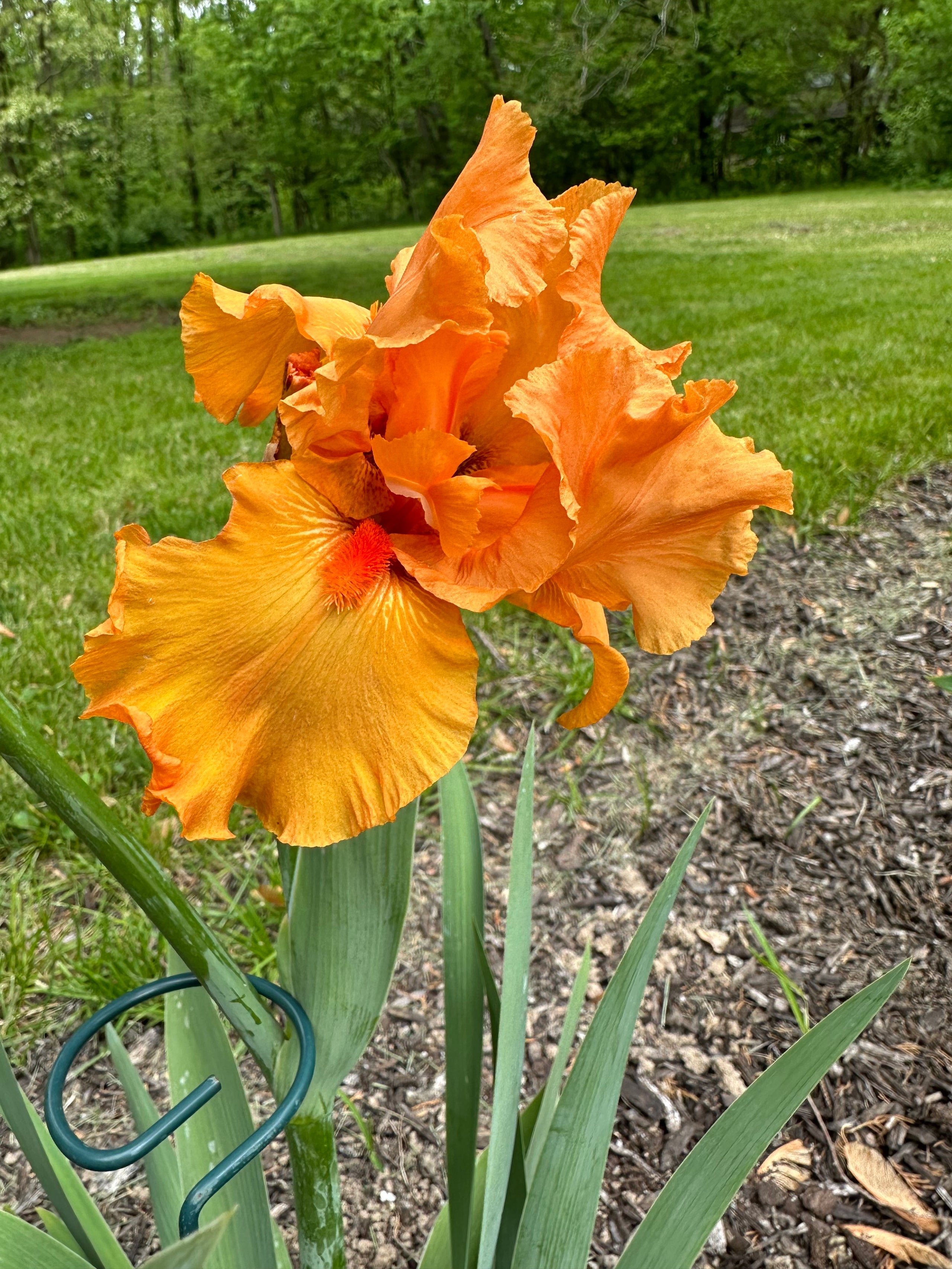 Tall Bearded Savannah Sunset Iris | Stephanie's Iris Garden