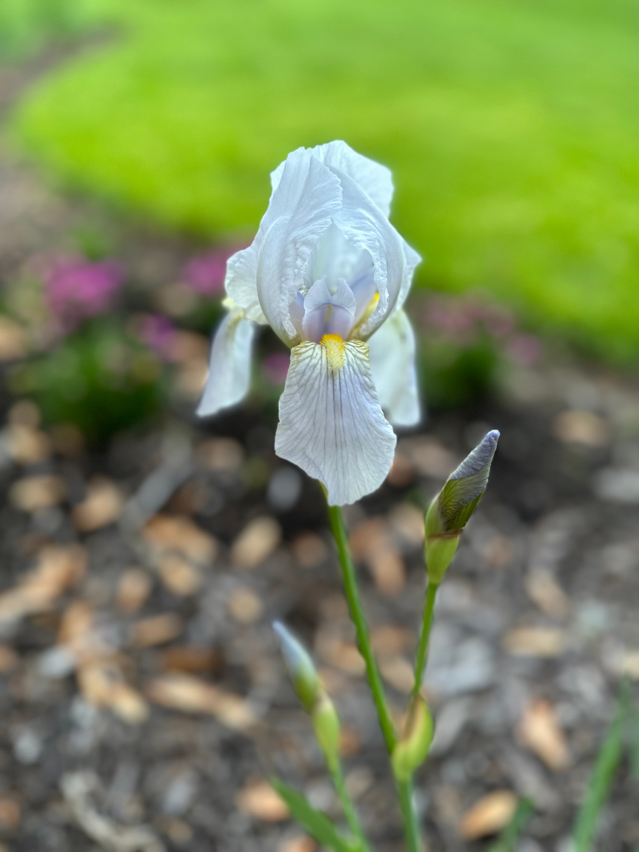 Florentina | Stephanie's Iris Garden