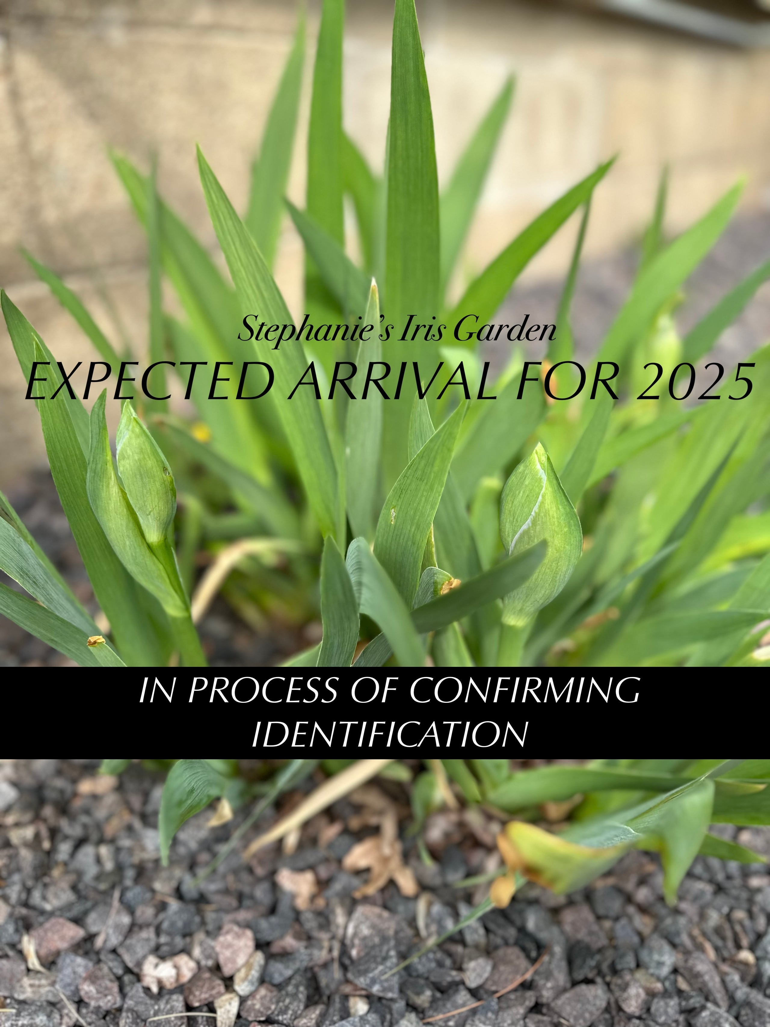 IB Goosebumps | Stephanie's Iris Garden